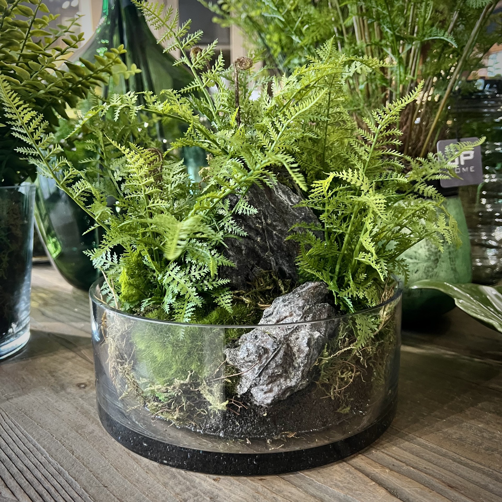 Green Fern Plant with Bark in Glass Bowl