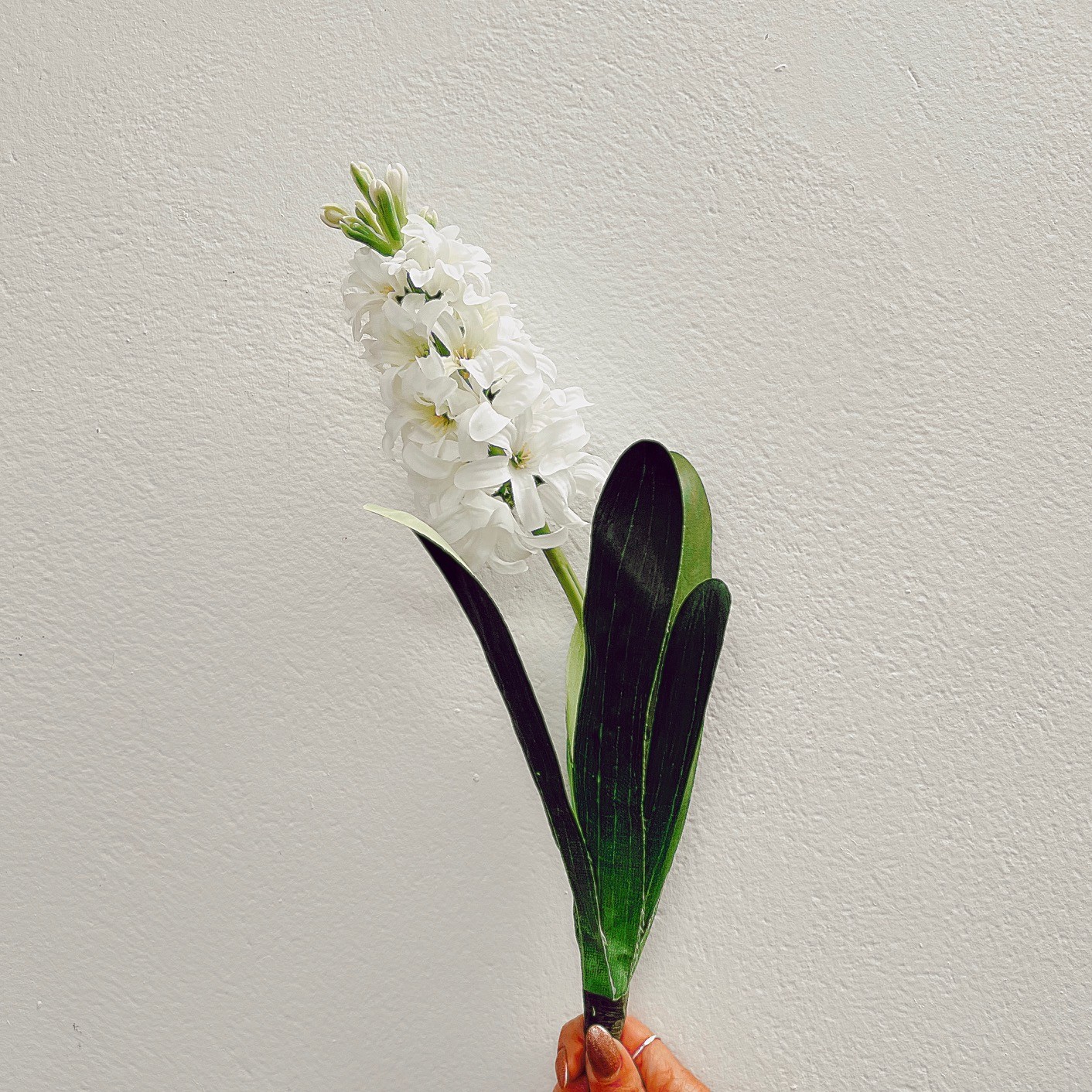 White Hyacinth Stem